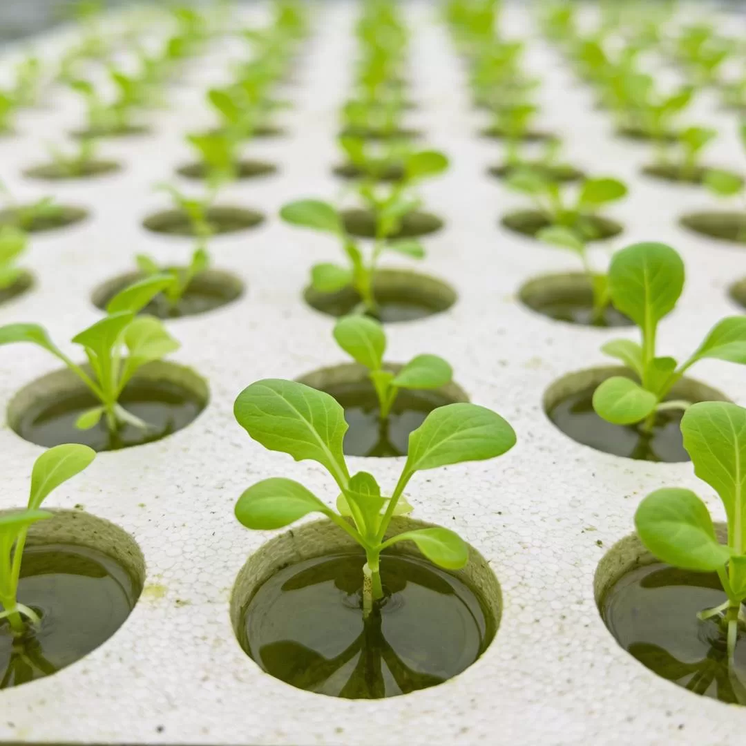 Key Challenges in Seed Sowing And How EPS Seeding Trays Help - NPPF - Home